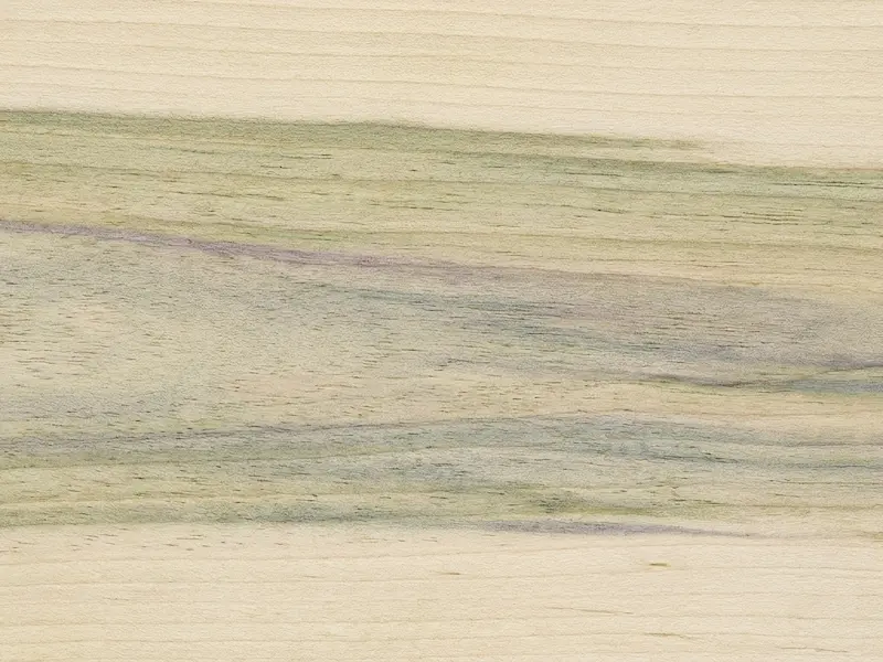 Yellow Poplar Wood Guide | Janka Hardness, Uses & Workability
